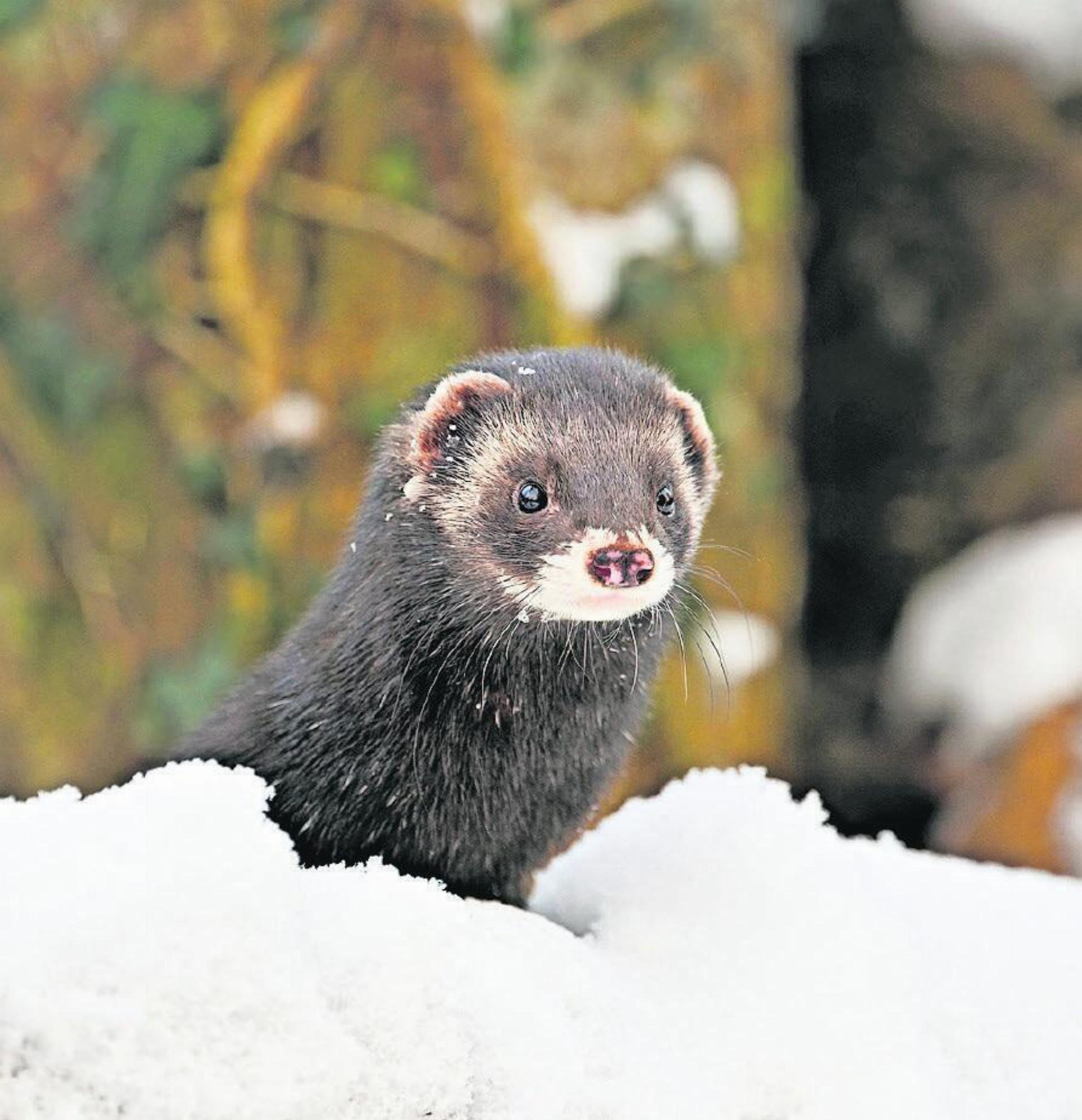 Der Iltis ist das Tier des Jahres - Das Bild wird blockiert ...